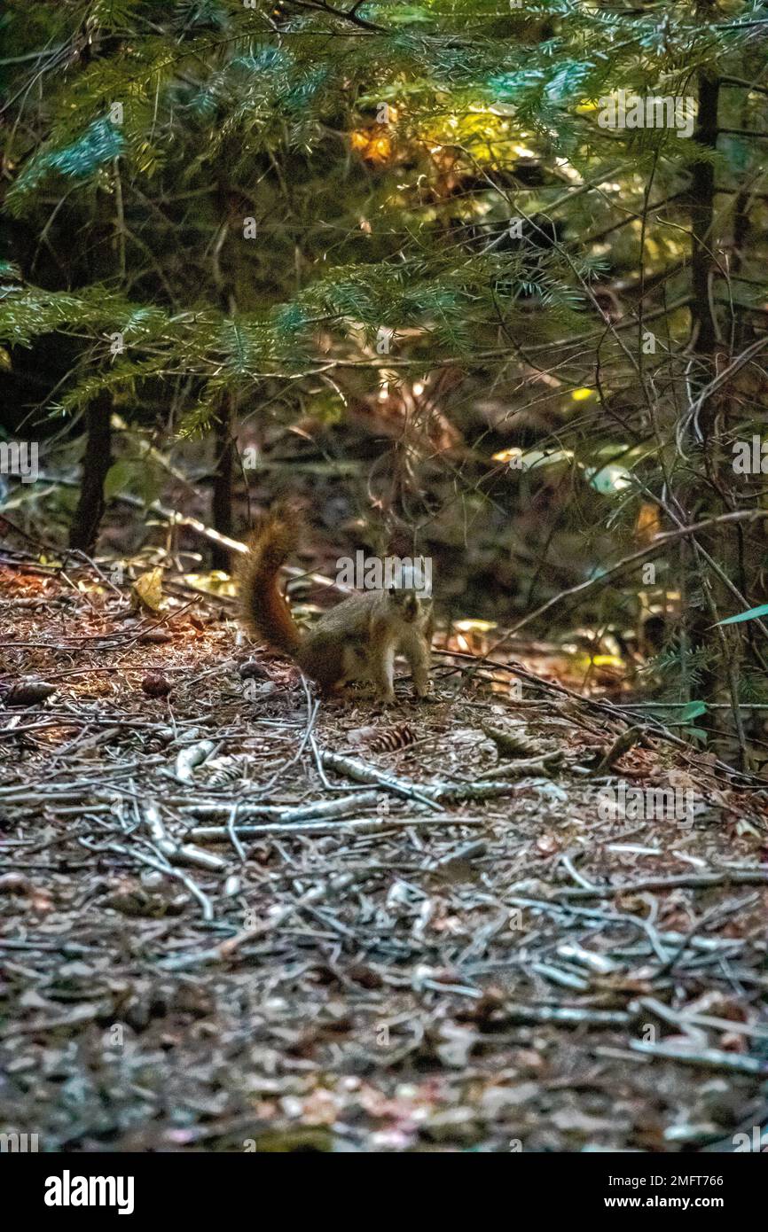 A Demon Squirrel in the Baxter State Park Stock Photo - Alamy