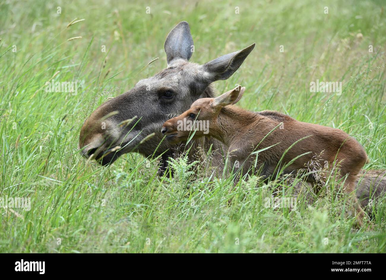 Cow moose (Alces alces), elk with calf in grass, Germany Stock Photo ...
