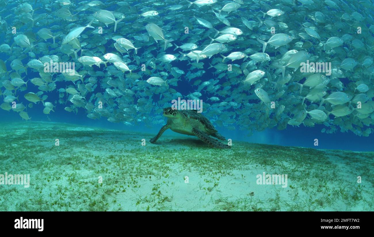 Sea turtles (Cheloniidae) eating seaweed under a school of fish ...