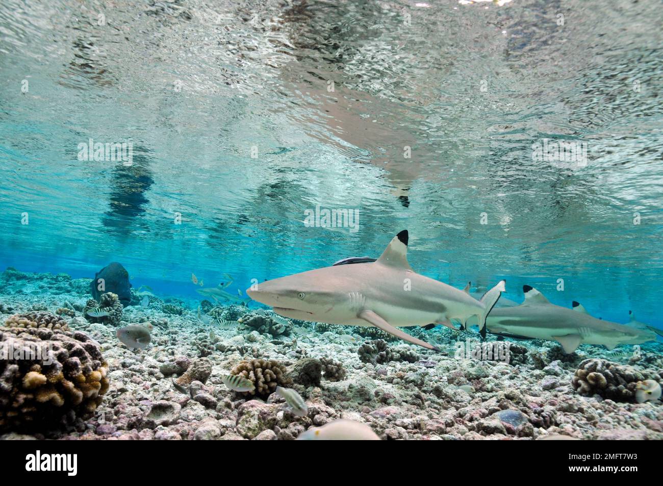 Blacktip reef sharks (Carcharhinus melanopterus) Sharks, in shallow ...