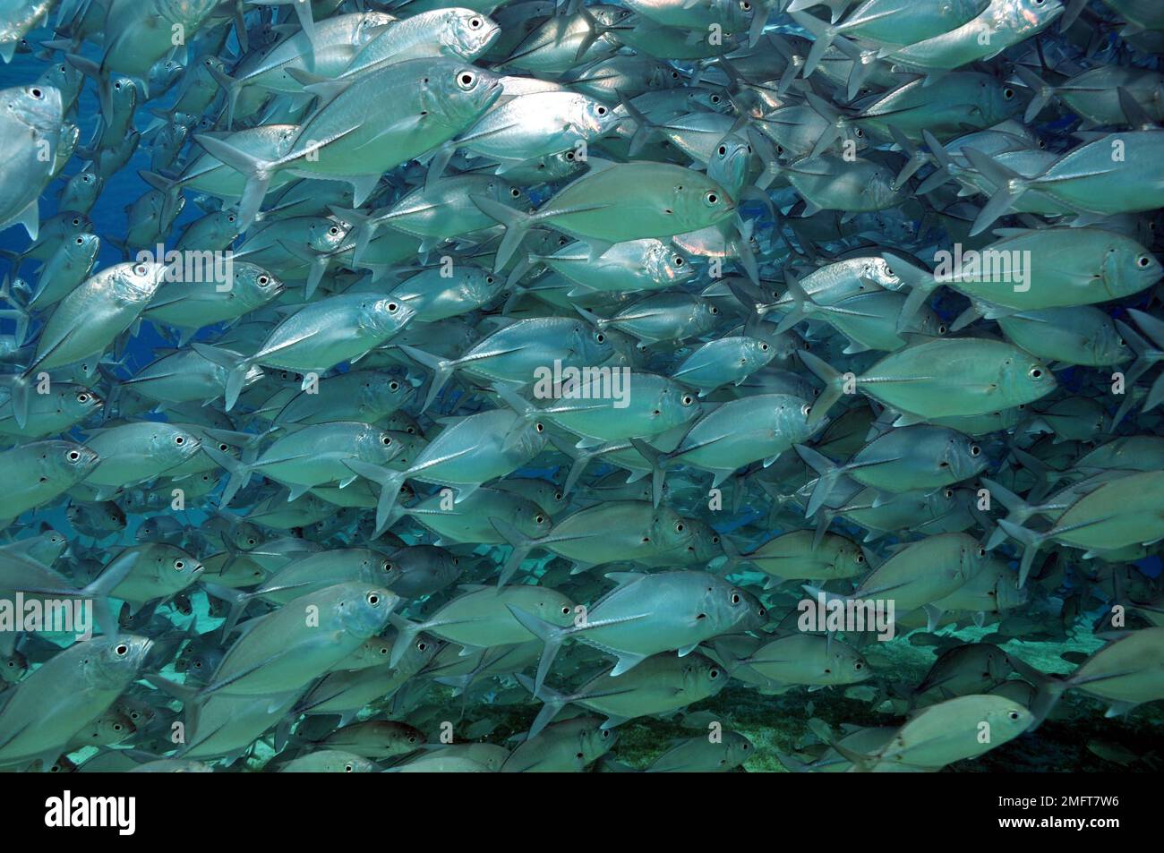 Scombridae hi-res stock photography and images - Alamy