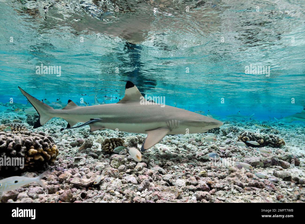 Blacktip reef sharks (Carcharhinus melanopterus) Sharks, in shallow ...