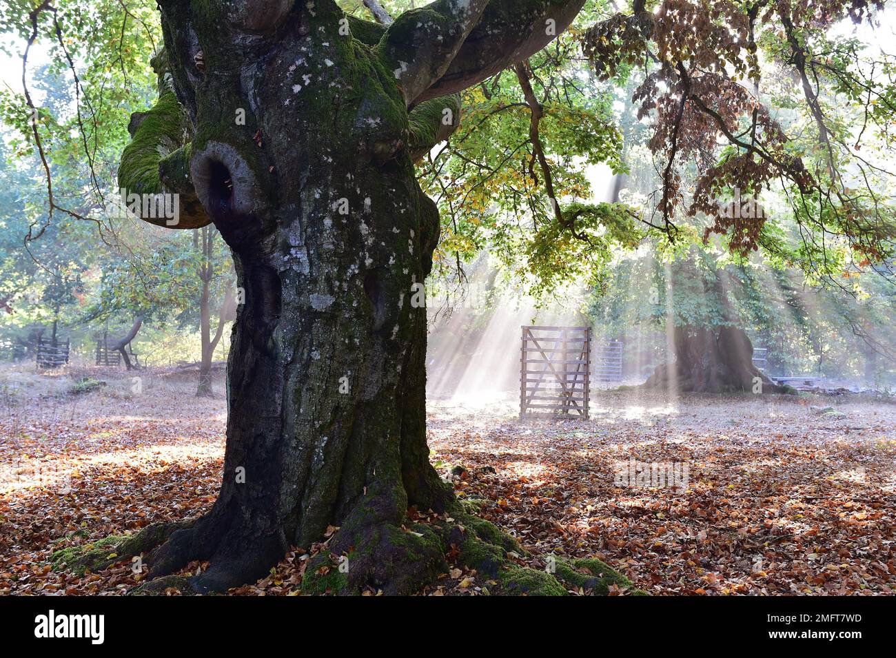 Beech tree at sunrise, sunbeams in the beech forest, Halloh, Hesse ...