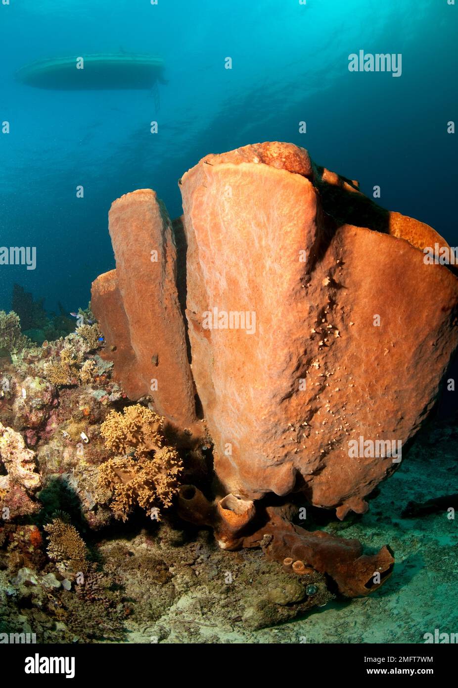 Large barrel sponge (Xestospongia testudinaria) in the coral reef of ...