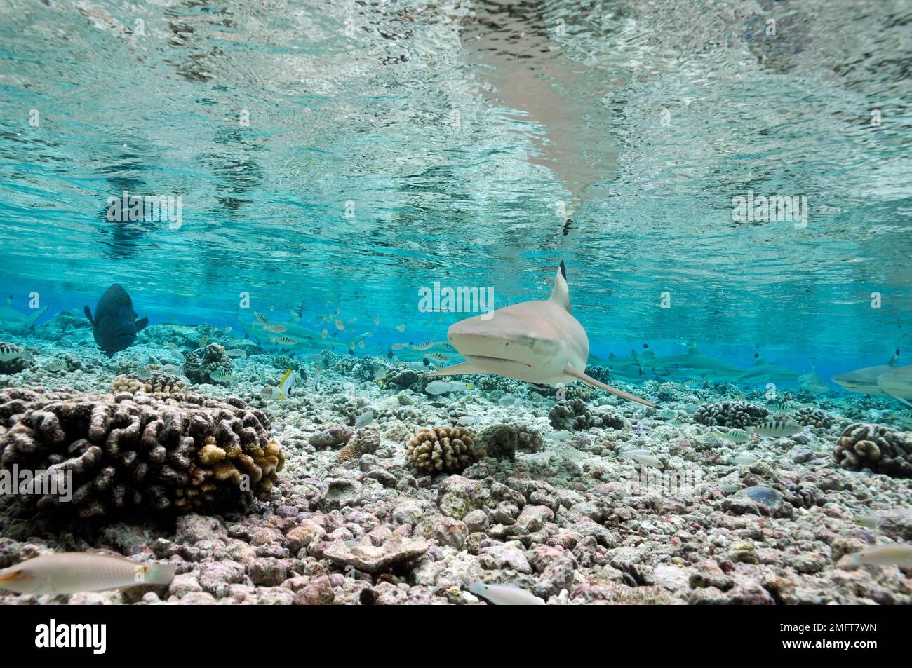 Blacktip reef sharks (Carcharhinus melanopterus) Sharks, in shallow ...