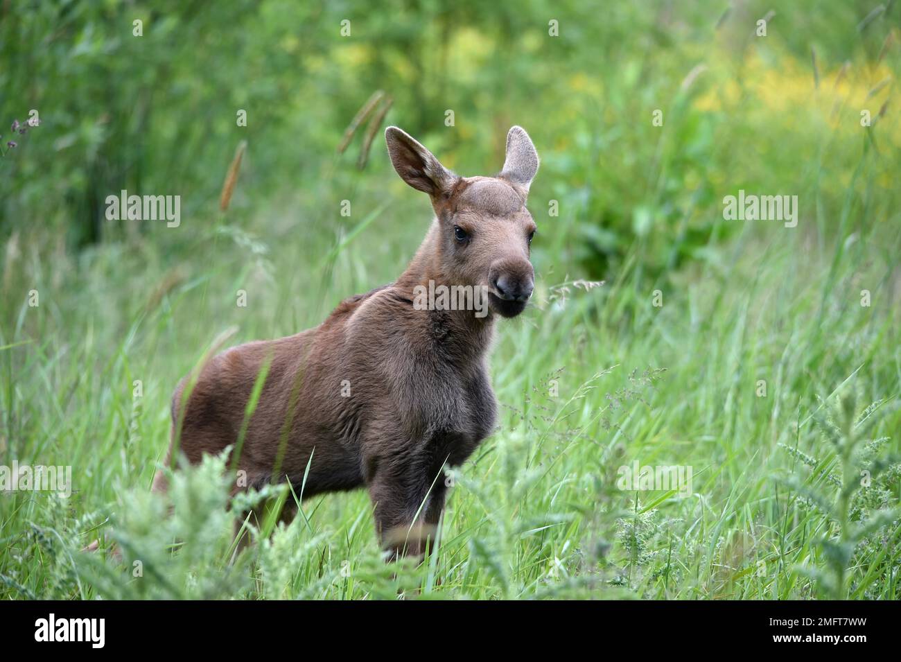 Elk, moose (Alces alces) calf, calf in grass, Germany Stock Photo - Alamy
