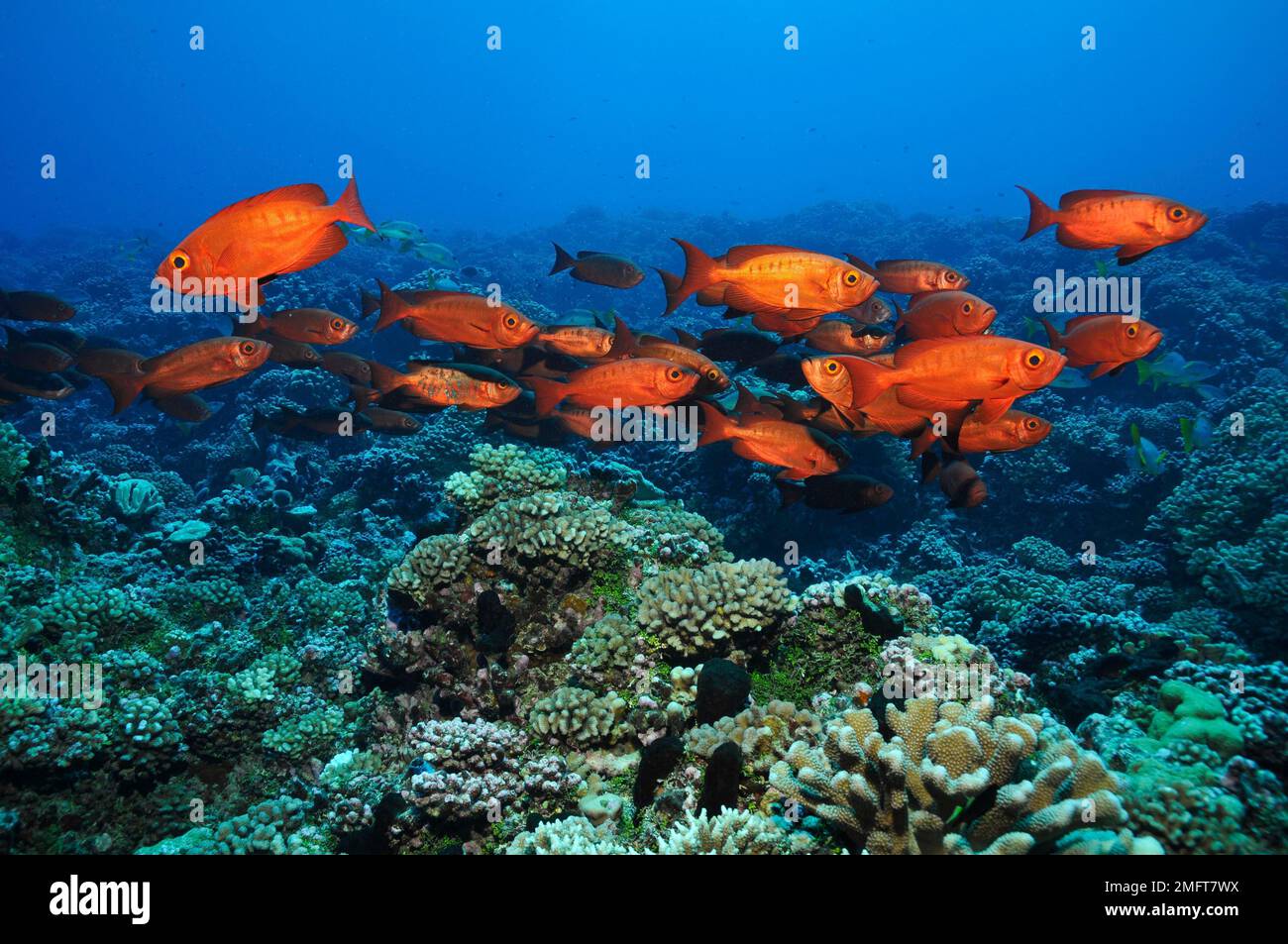 Bigeyes (Priacanthidae) over a coral reef, Indonesia Stock Photo - Alamy