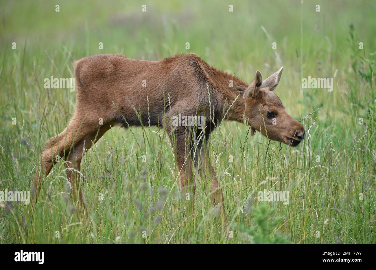 Elk, moose (Alces alces) calf, calf in grass, Germany Stock Photo - Alamy