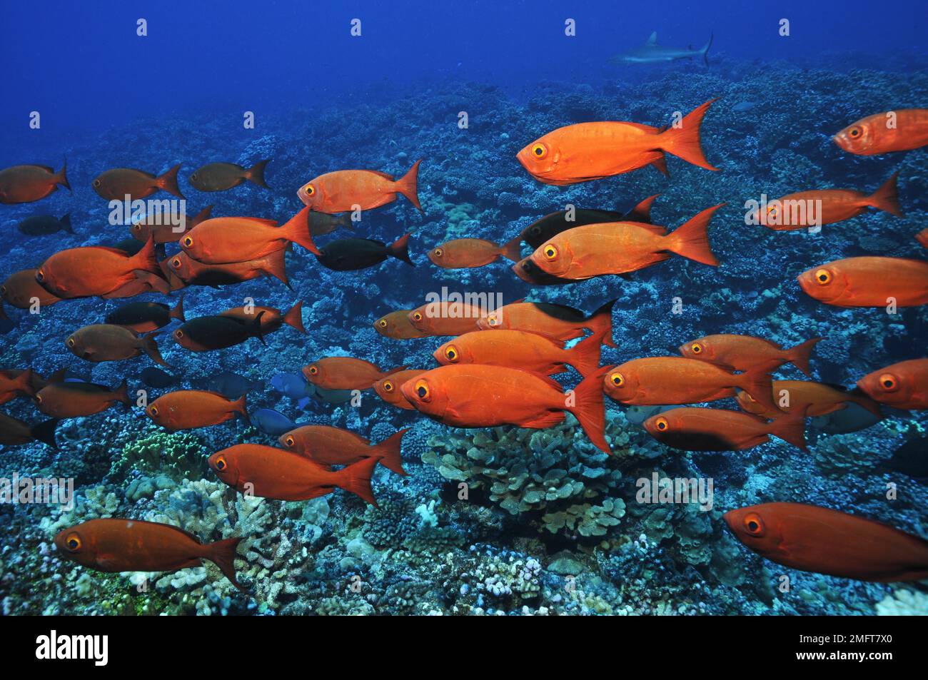 Priacanthidae hi-res stock photography and images - Alamy