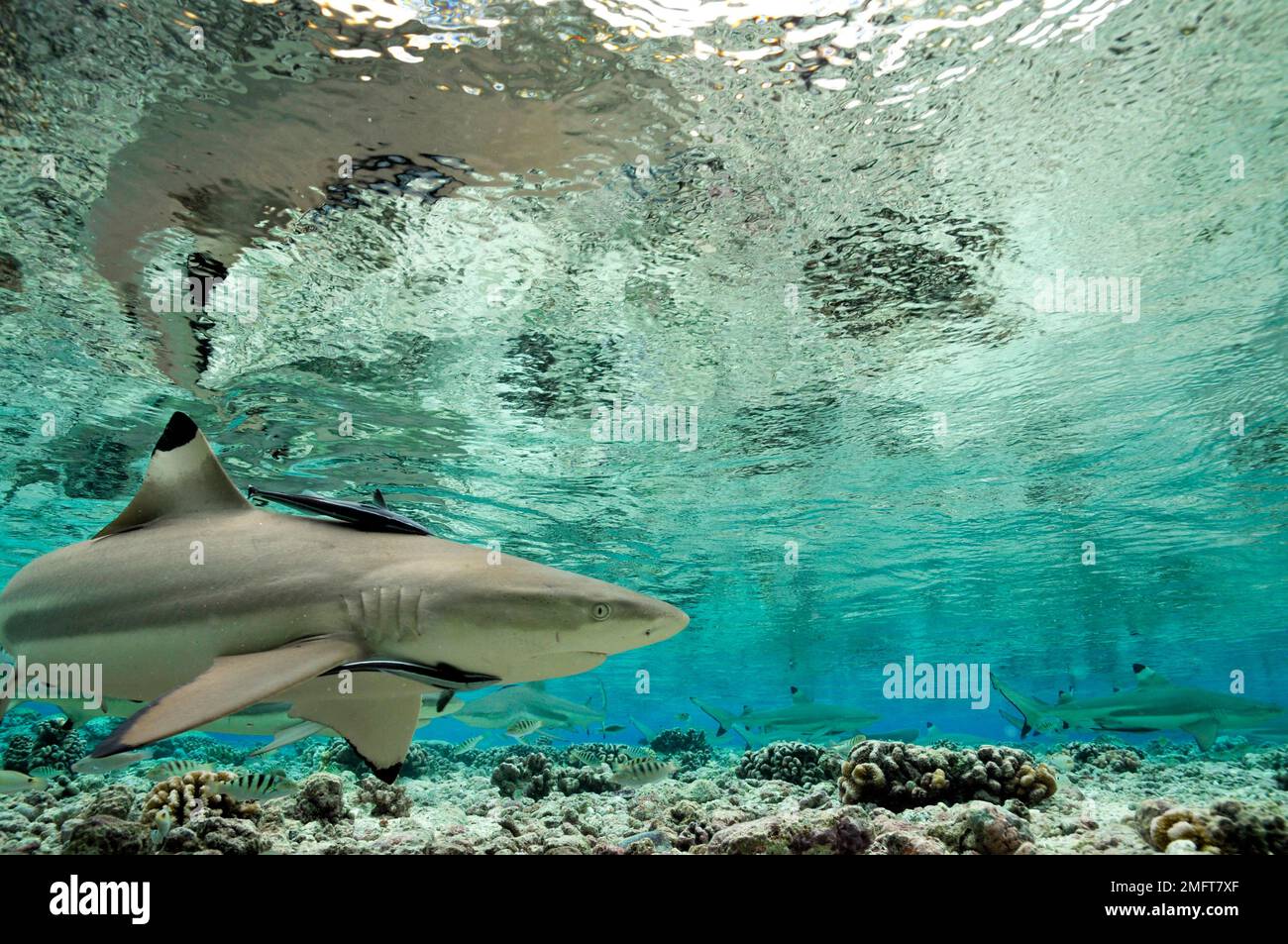 Blacktip reef sharks (Carcharhinus melanopterus) Sharks, in shallow ...