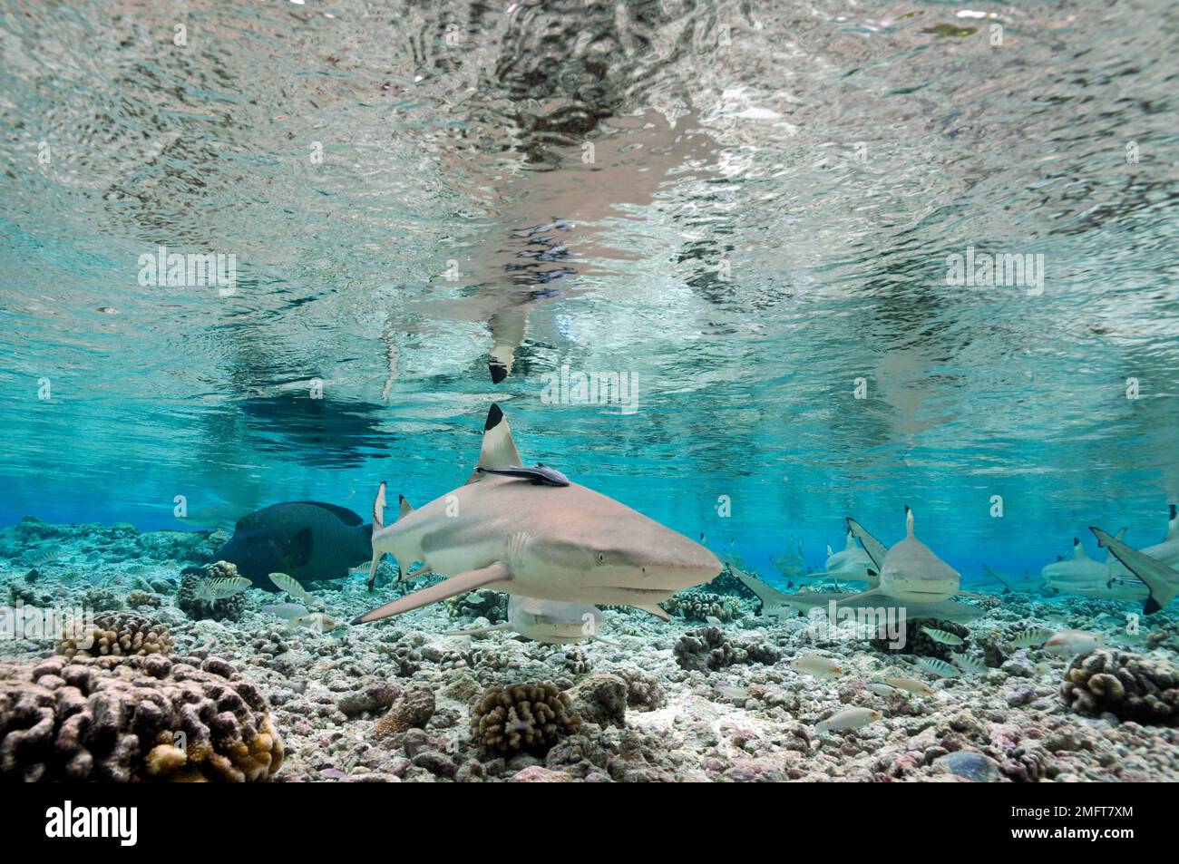 Blacktip reef sharks (Carcharhinus melanopterus) Sharks, in shallow ...