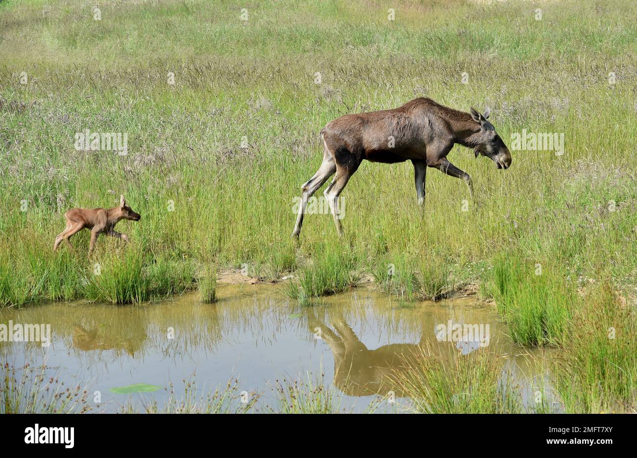 Cow moose (Alces alces), elk with calf in grass, Germany Stock Photo ...