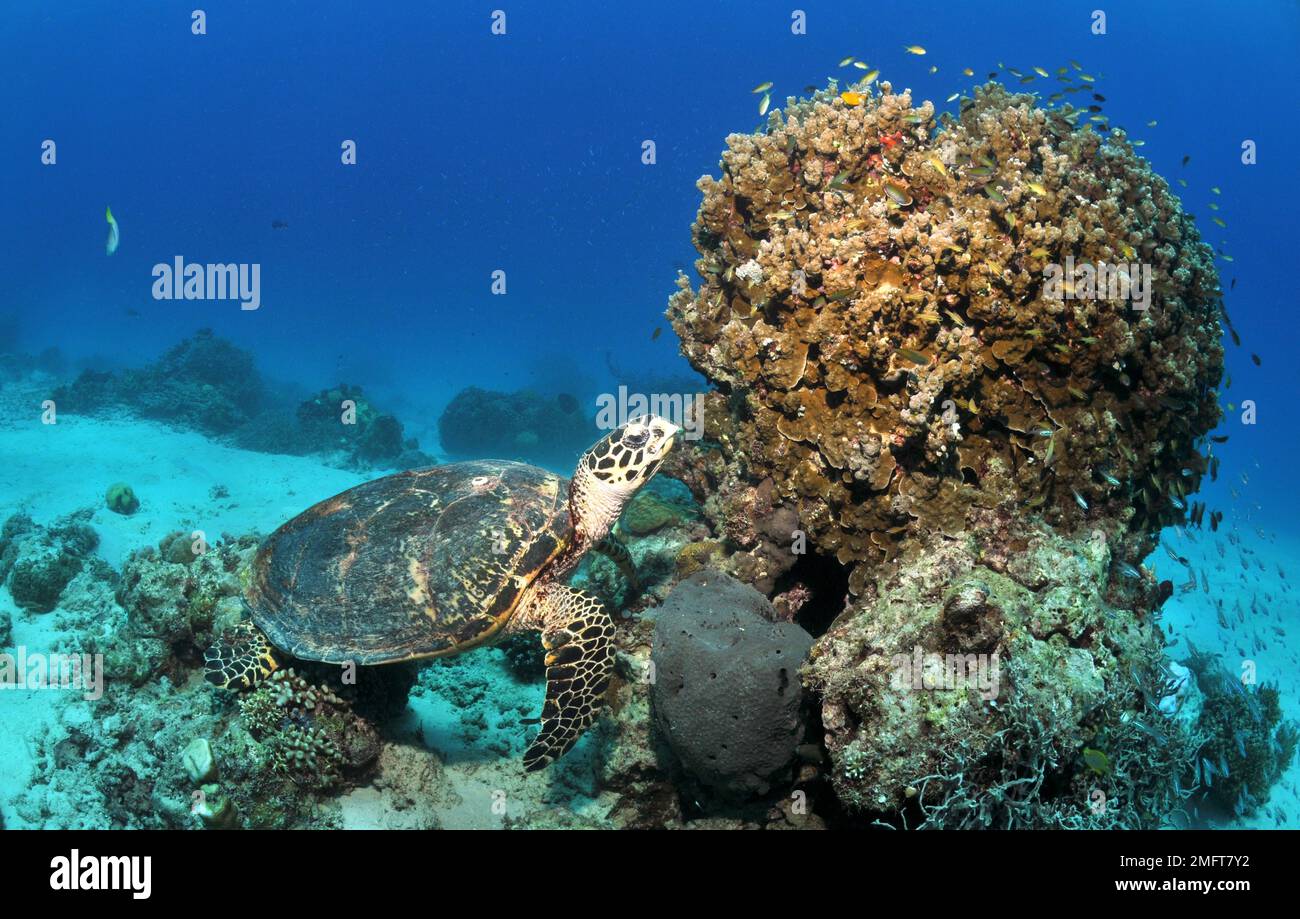 Turtle sea animal block hi-res stock photography and images - Alamy