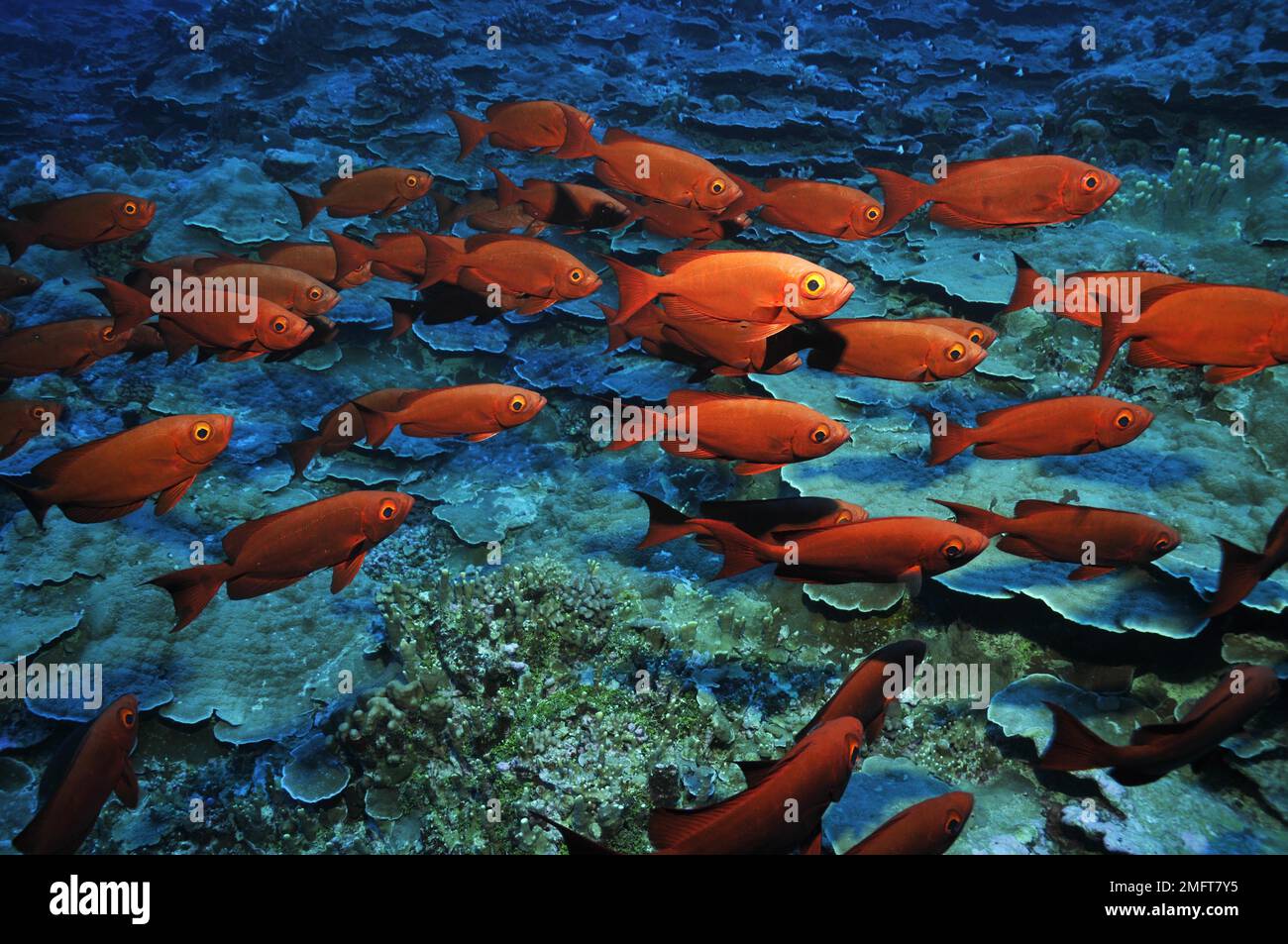 Bigeyes (Priacanthidae) over a coral reef, Indonesia Stock Photo - Alamy