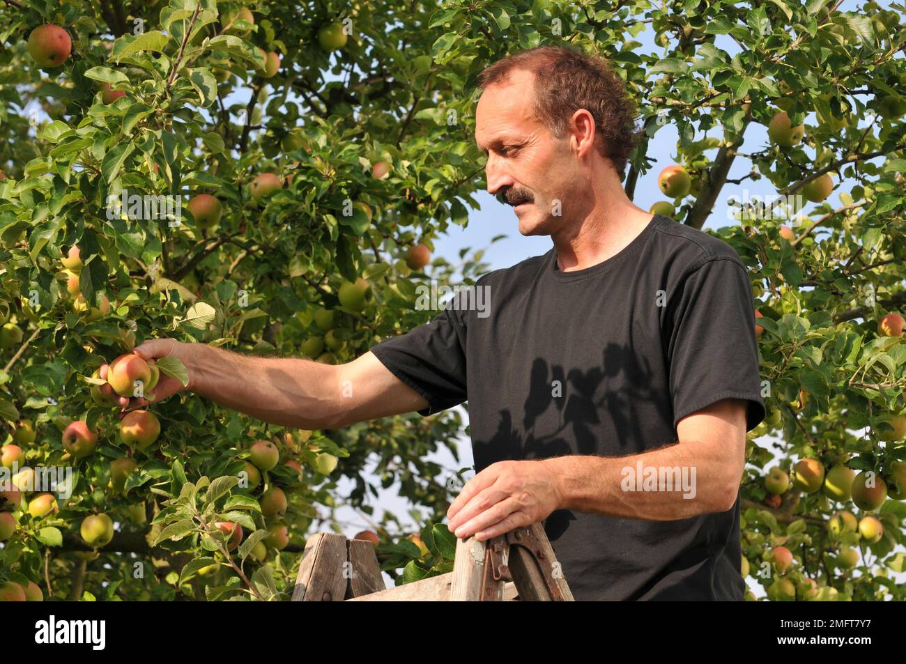 Man on a wooden ladder, rung ladder harvesting apples, apple tree ...