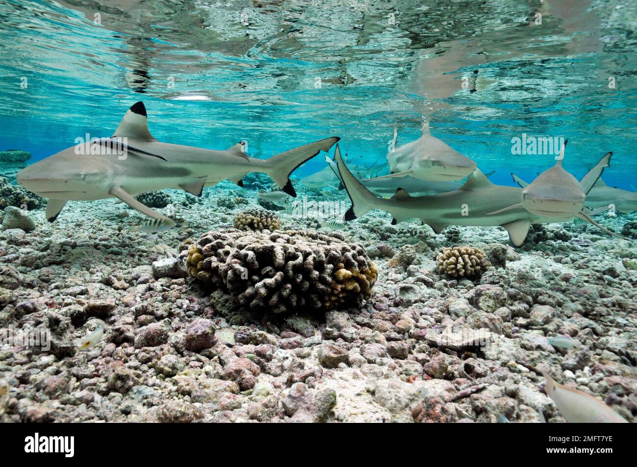Blacktip reef sharks (Carcharhinus melanopterus) Sharks, in shallow ...