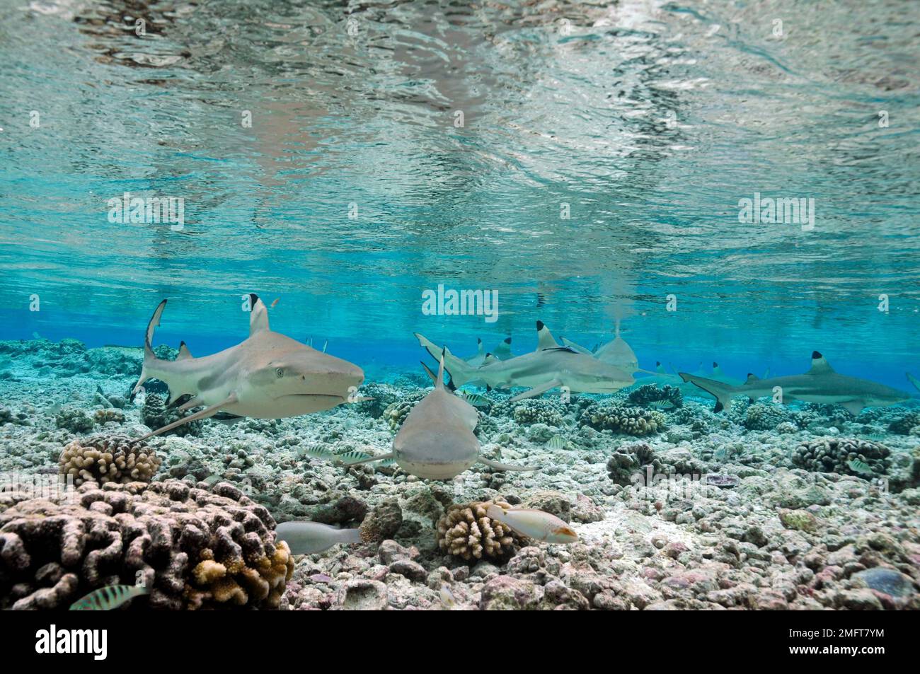 Blacktip reef sharks (Carcharhinus melanopterus) Sharks, in shallow ...