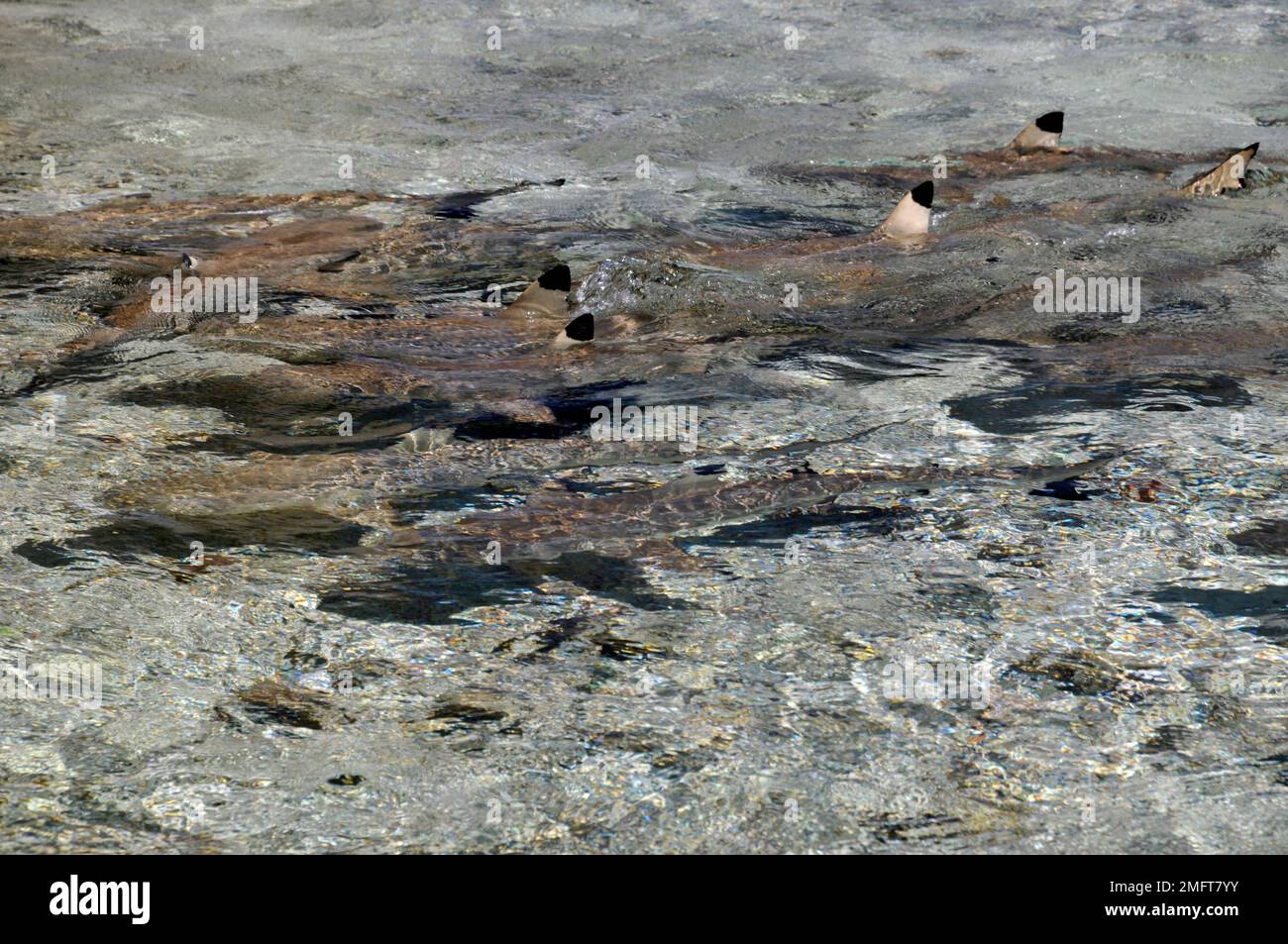 Blacktip reef sharks (Carcharhinus melanopterus) Sharks, in shallow ...