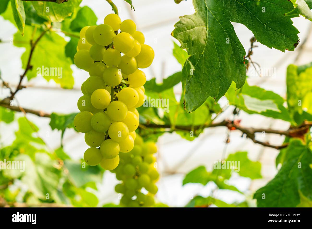 Growing grapes collection. Bunch of white grapes on a vine. Growing ...