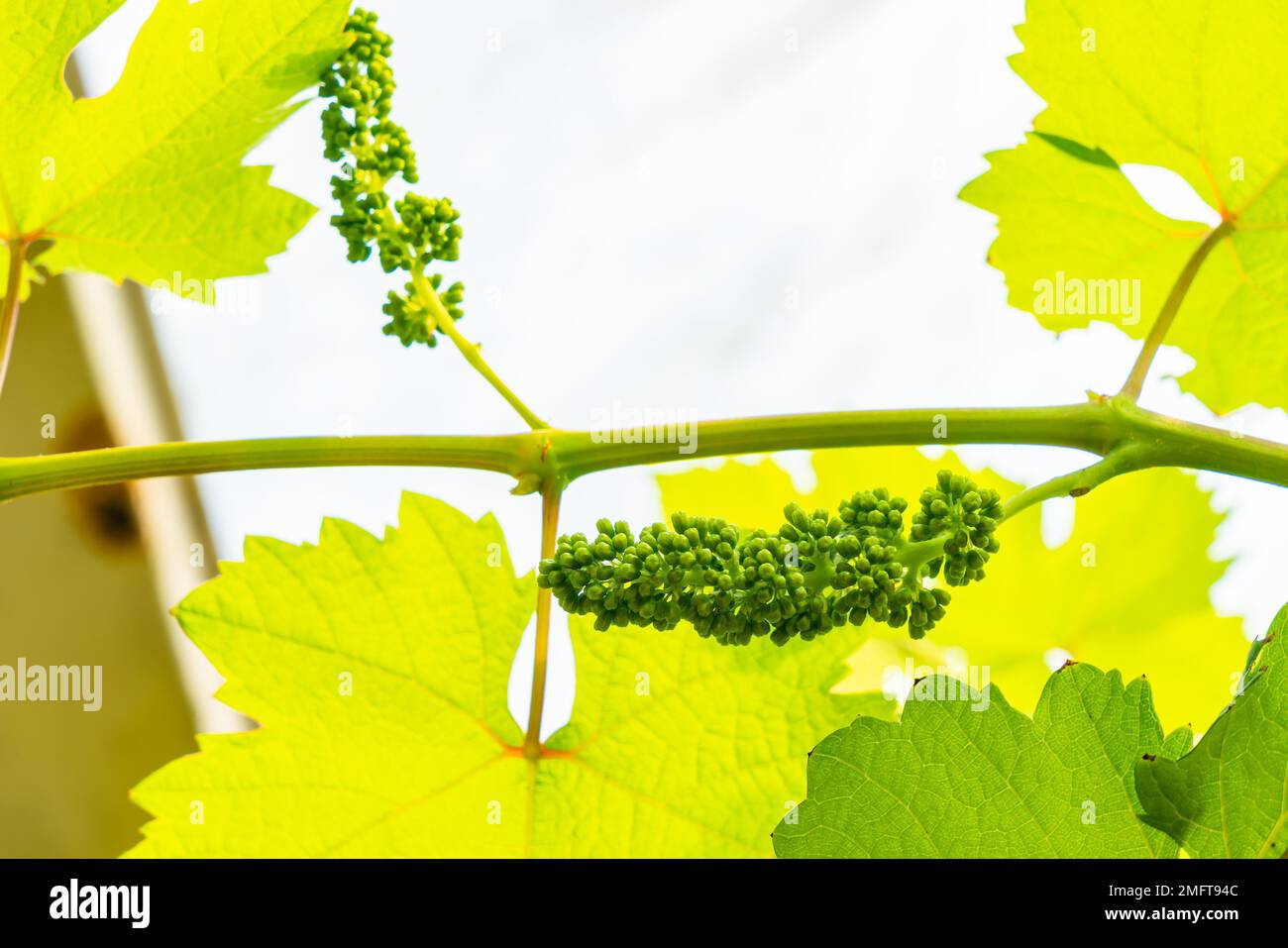 Growing grapes collection. Grape flower bud on a vine. Young green ...