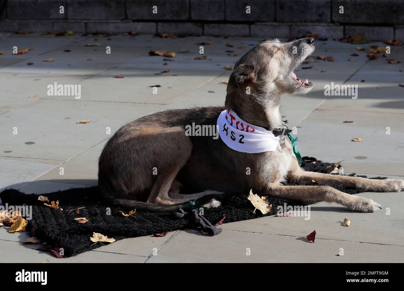 A dog wears a 'Stop HS2' neckerchief as he attends a high speed rail ...