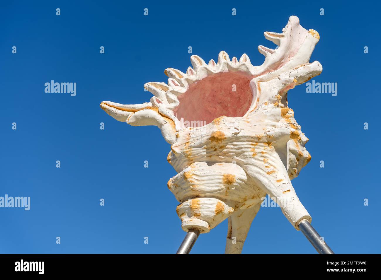 AMADORES, GRAN CANARIA, CANARY ISLANDS, SPAIN - MARCH 6 : Conch shell ...