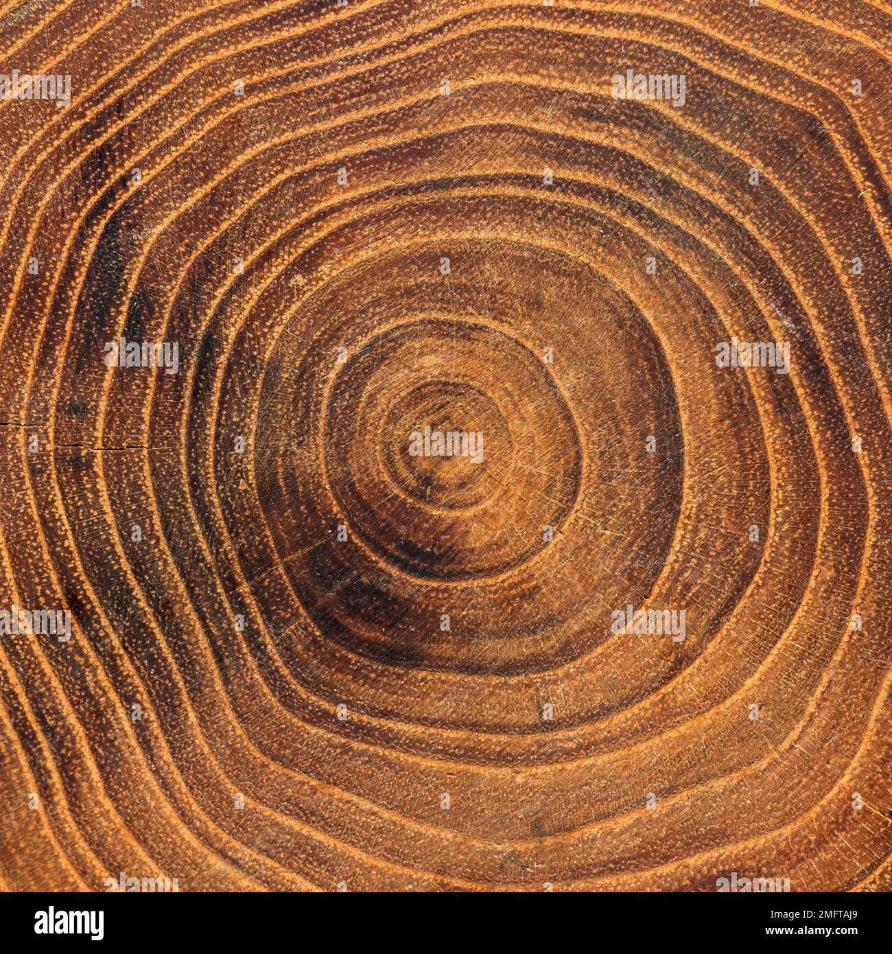 Annually rings hi-res stock photography and images - Alamy