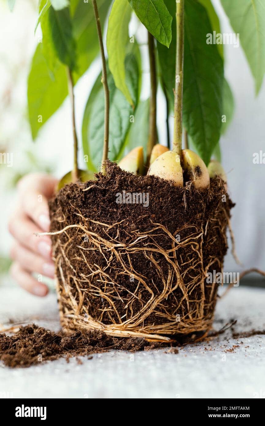 Soil water roots hi-res stock photography and images - Alamy
