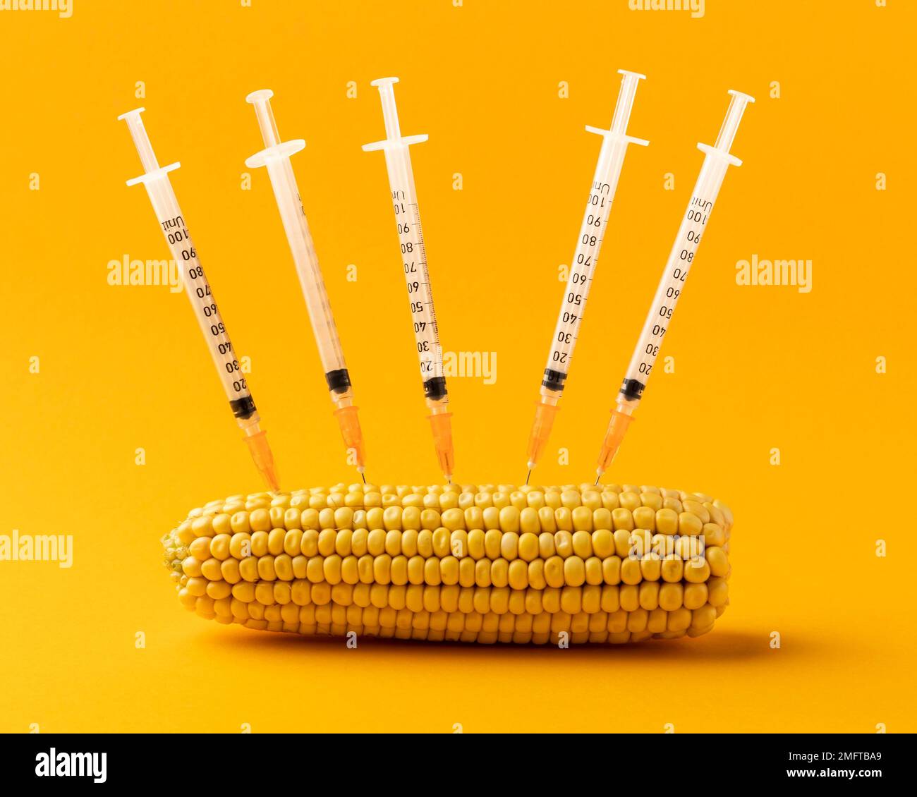 delicious corn gmo modified food Stock Photo - Alamy