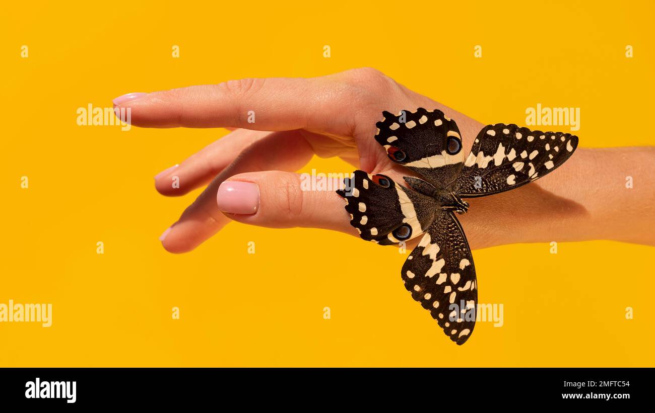 Butterfly adult and child hand hi-res stock photography and images - Alamy
