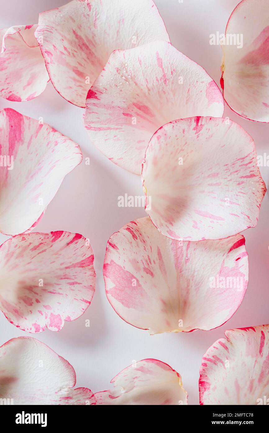 Arrangement of petals hi-res stock photography and images - Alamy