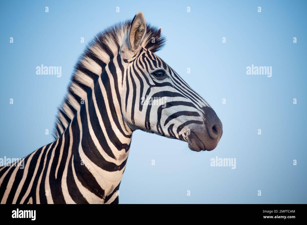 South african wildife hi-res stock photography and images - Alamy