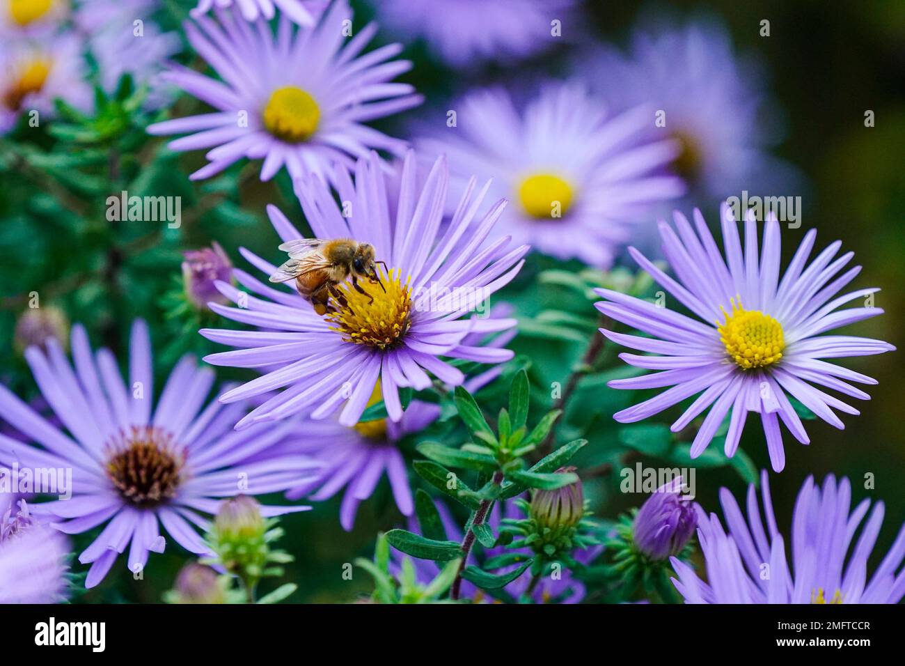 A bee moves around flowers on the walking path at the High Line Park ...