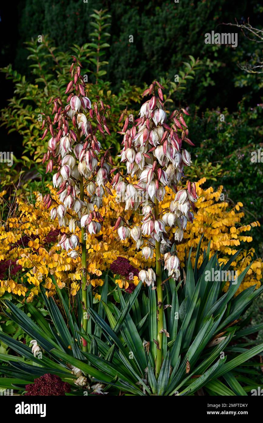 Yucca gloriosa flower spike himalayan indigo hi-res stock photography ...