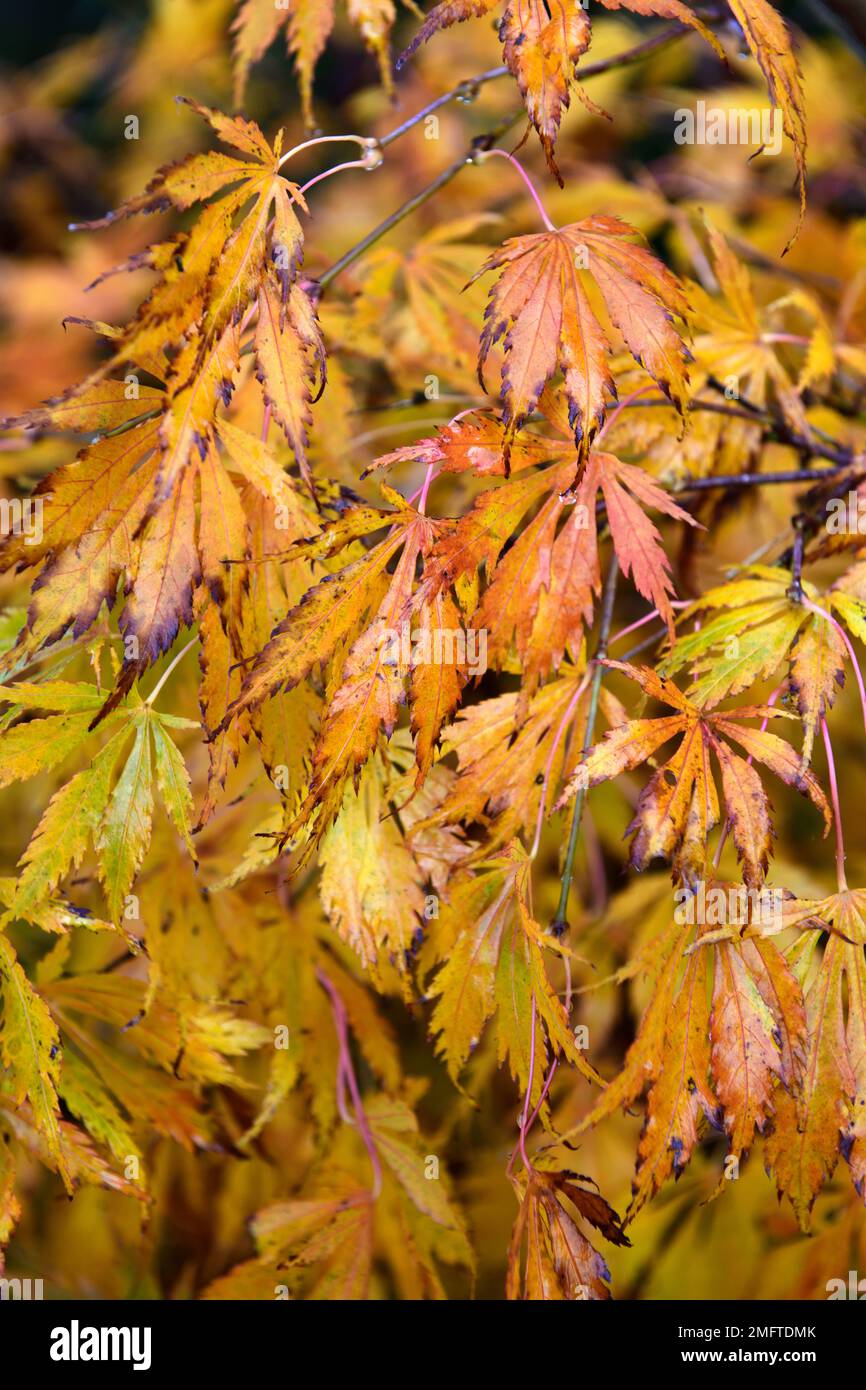 Autumnal colours on acer tree hi-res stock photography and images - Alamy