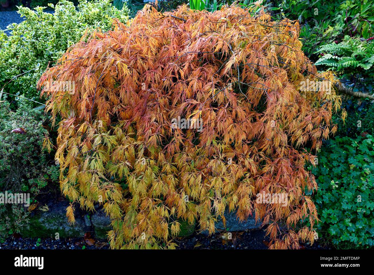 orange yellow acer palmatum dissectum leaves,yellow acer foliage,autumn ...