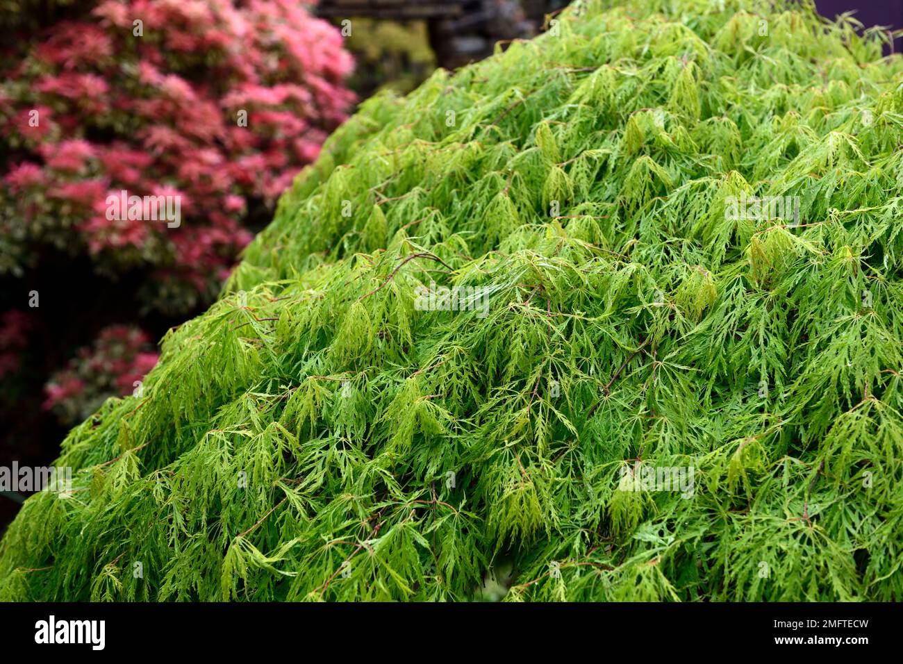 acer palmatum dissectum viridis,laceleaf acer,acers,green,lime,leaves ...