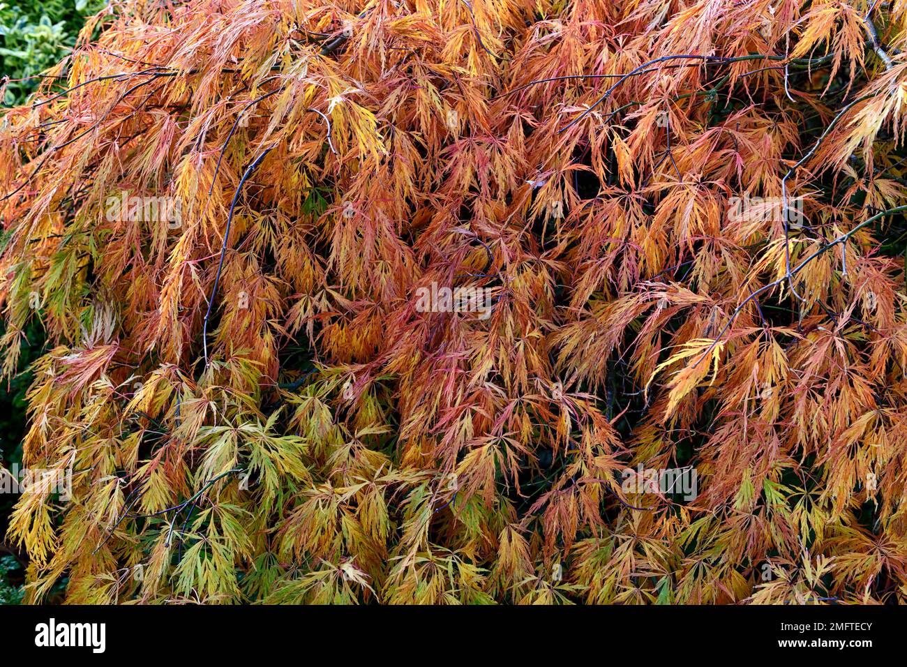 orange yellow acer palmatum dissectum leaves,yellow acer foliage,autumn ...
