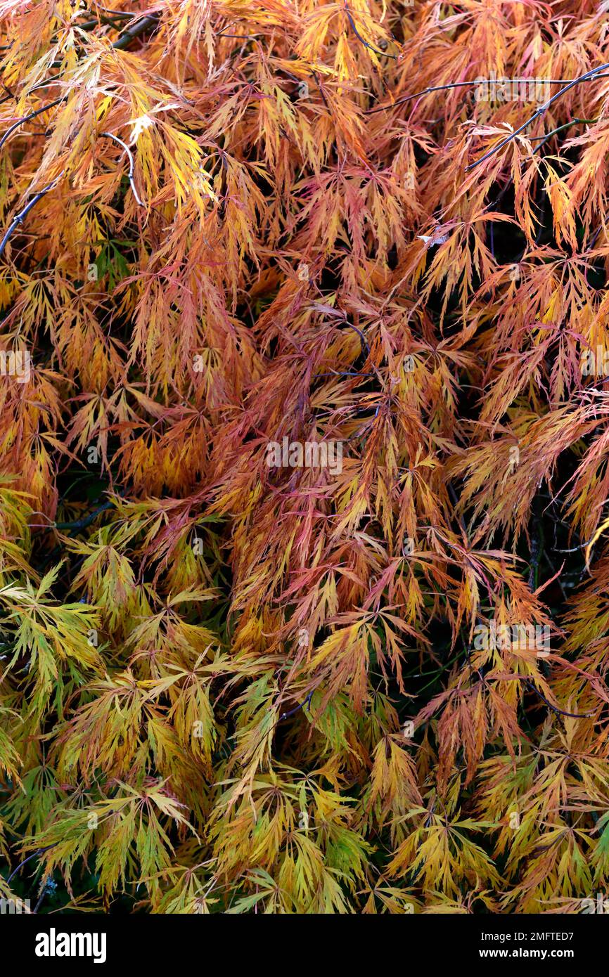 orange yellow acer palmatum dissectum leaves,yellow acer foliage,autumn ...