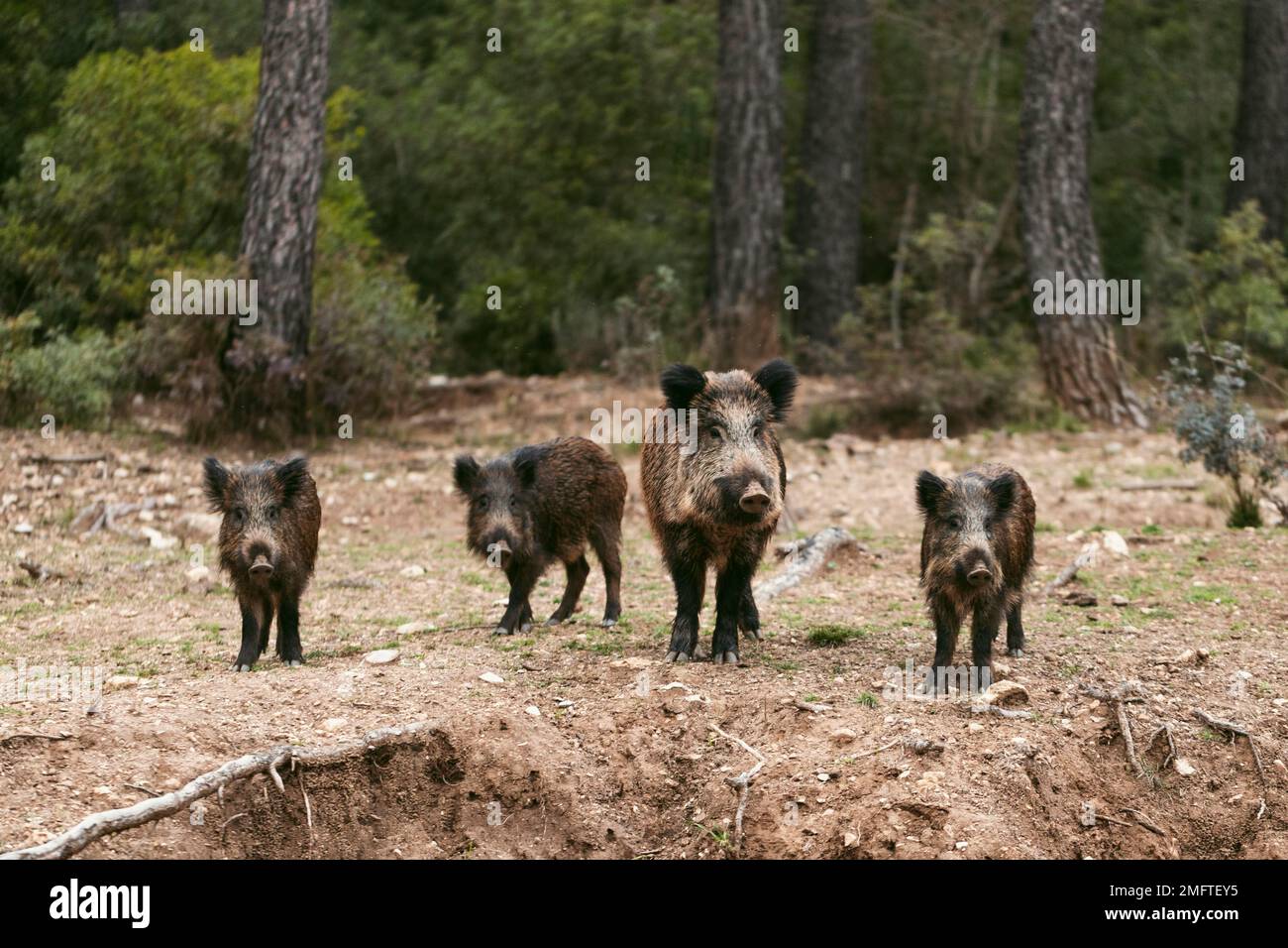 wild boars nature 3 Stock Photo - Alamy