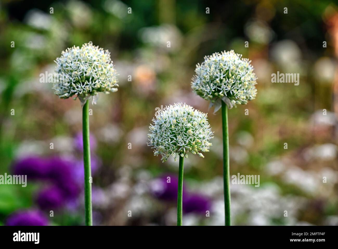 Allium Purple Sensation,Allium Mount Everest, white purple flowers ...