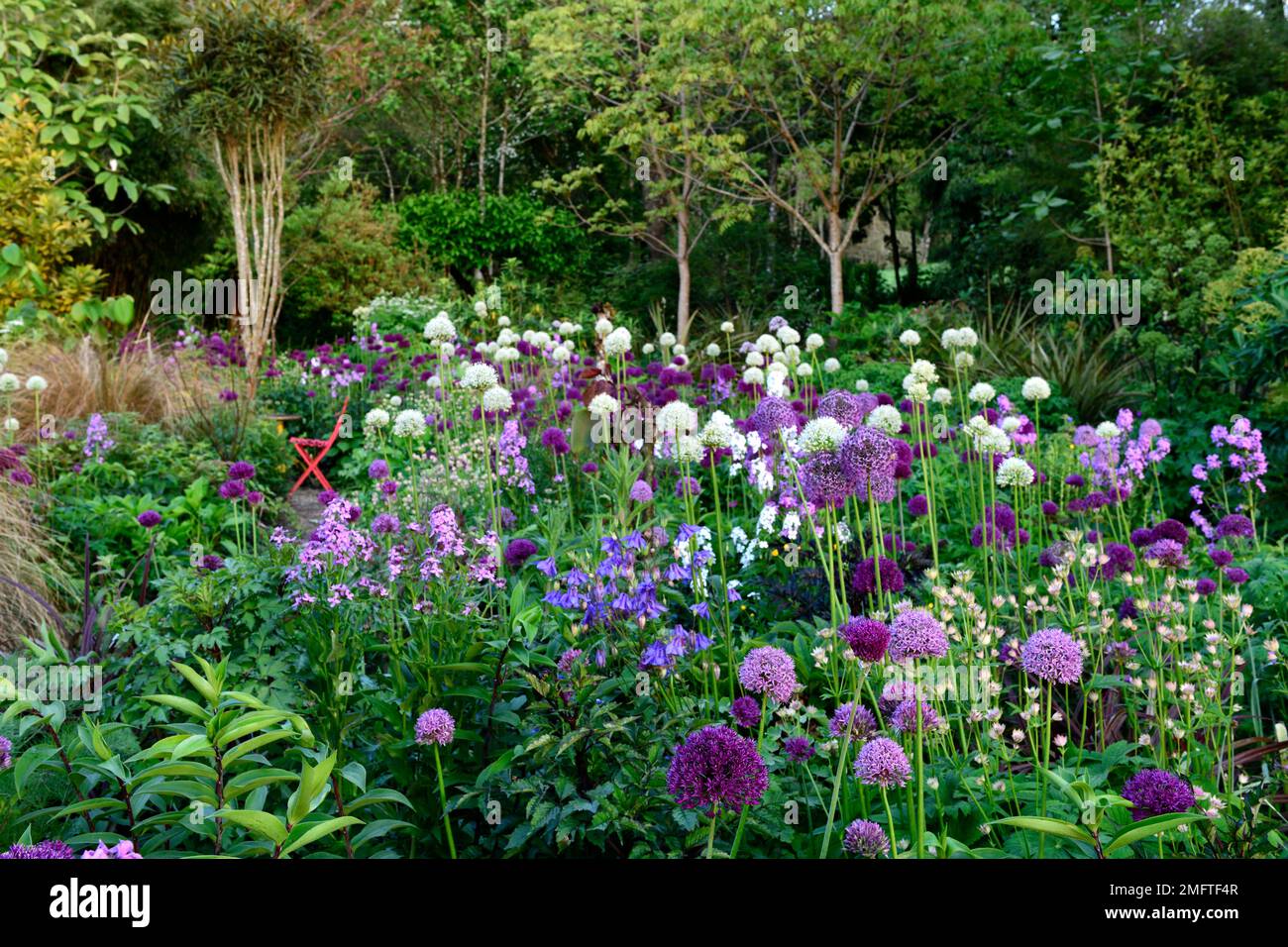 Allium Purple Sensation,Allium Mount Everest, white purple flowers ...