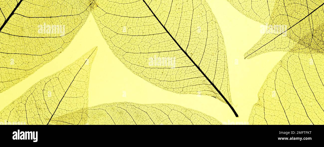 top view colored translucent leaves Stock Photo - Alamy