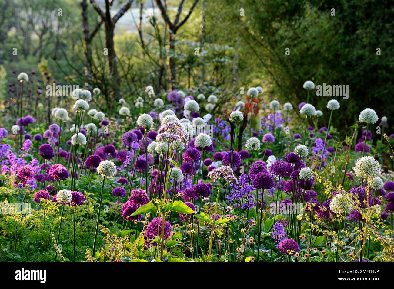 Allium Purple Sensation,Allium Mount Everest, white purple flowers ...