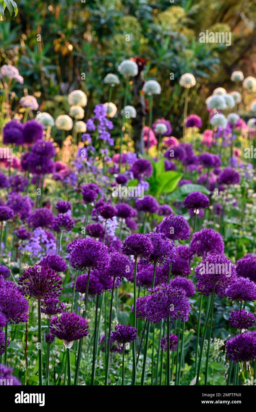 Allium Purple Sensation,Allium Mount Everest, white purple flowers ...