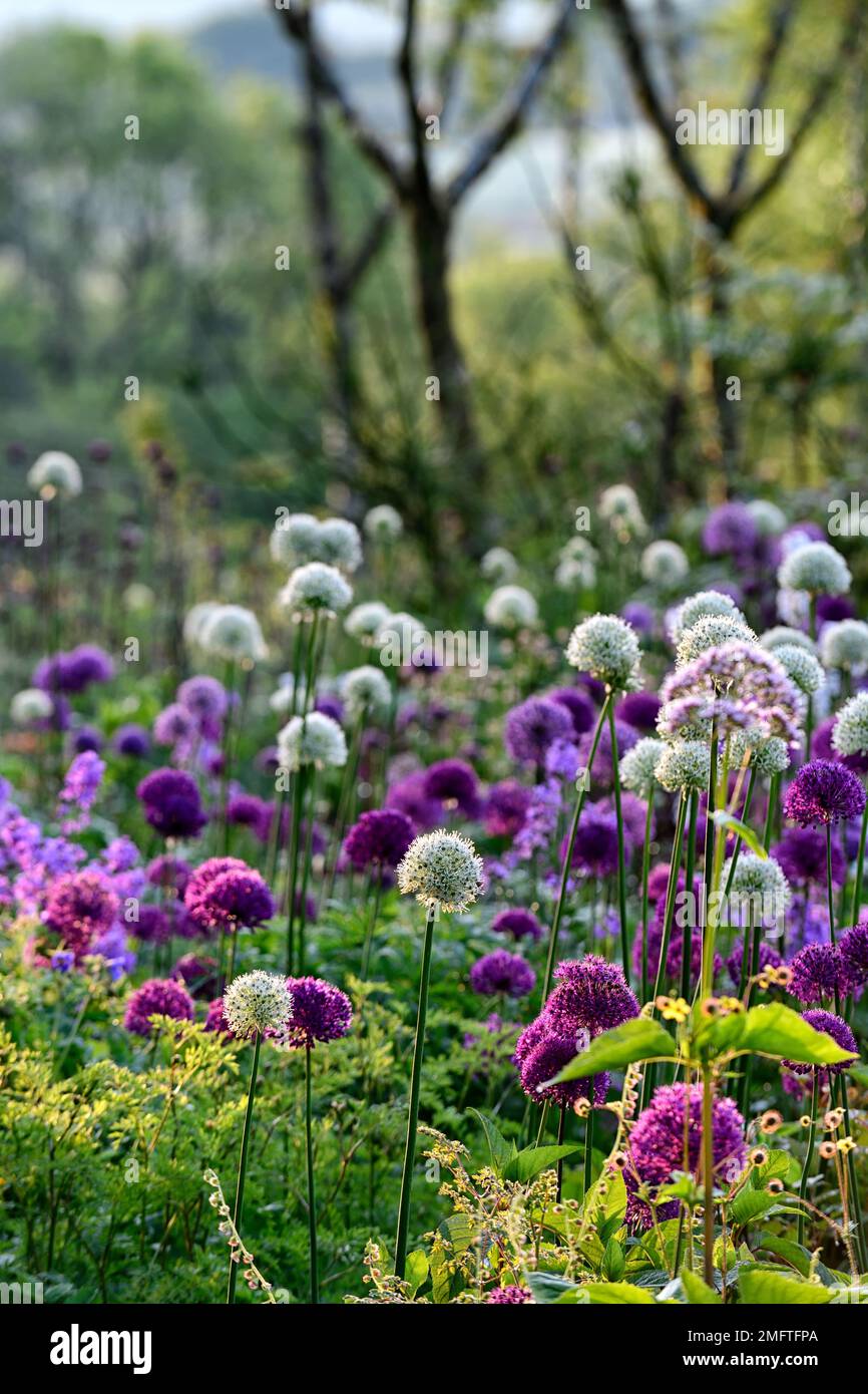 Allium Purple Sensation,Allium Mount Everest, white purple flowers ...