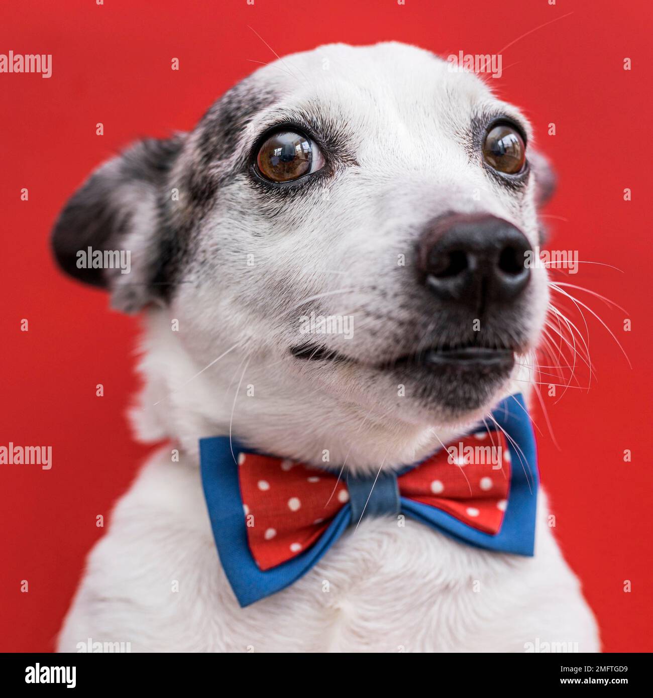 Beautiful shot cute juvenile hi-res stock photography and images - Alamy