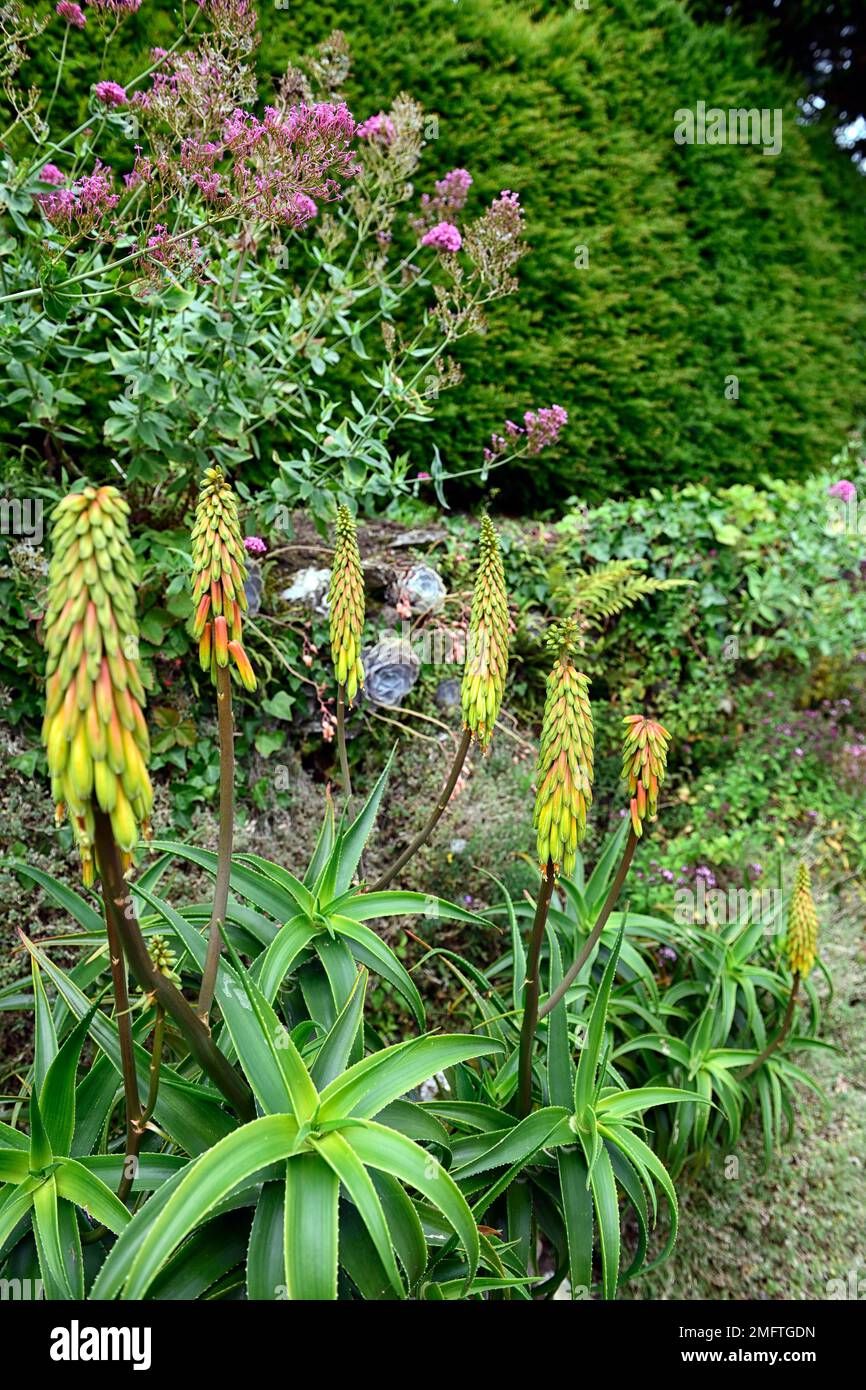 Aloiampelos striatula,Aloe striatula,hardy aloe,striped-stemmed aloe ...