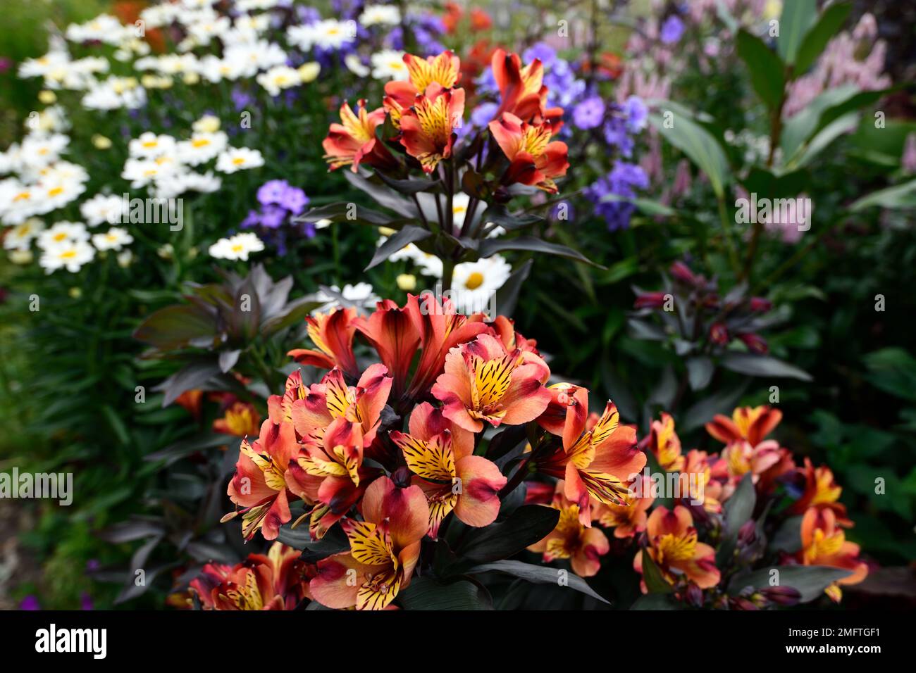 Alstroemeria Indian Summer,Peruvian lily,copper,orange,yellow,flower ...