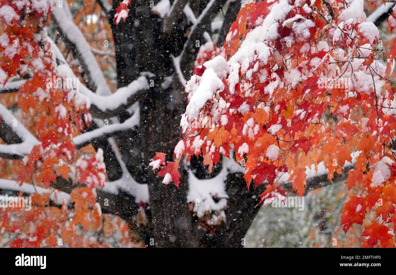 The first measurable snow of the season graces colorful leaves on a ...